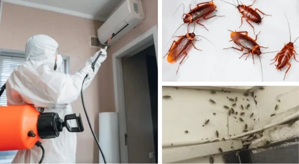 Cockroach Treatment – Pulse Services